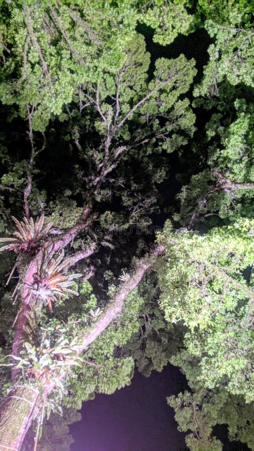 Under the Illuminated Trees Stock Photo - Image of shot, vertical ...