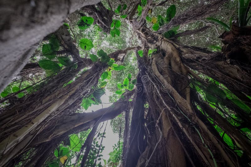 Under Jungle Tree in Rainforest / Tropical Forest Stock Photo - Image ...