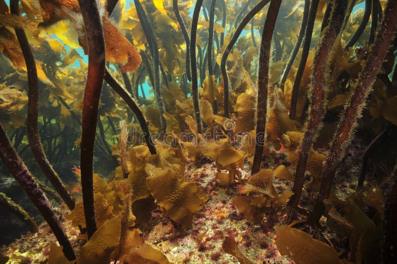 Kelp forest stock image. Image of crawl, graze, freedive - 37554387
