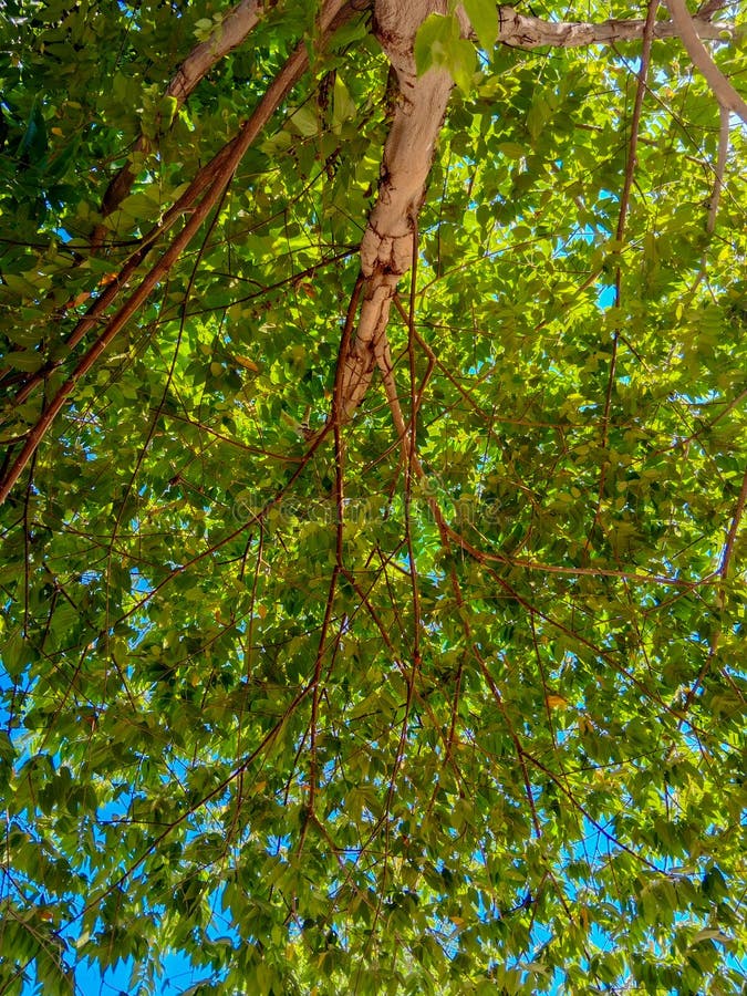 Under a Large Shady Tree with Sunlight Visible among the Leaves of the ...