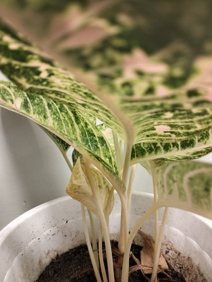 Under Leaf of Little Plant & X28;Caladium Sp.& X29; Stock Image - Image ...