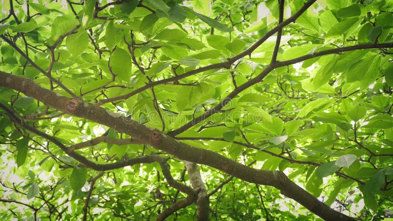 Under a Leafy Tree Canopy in the Sun Stock Video - Video of plants ...