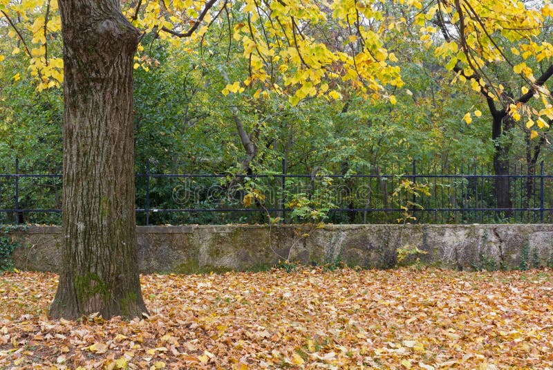 Under the Linden Tree in Autumn Stock Photo - Image of forest, brown ...