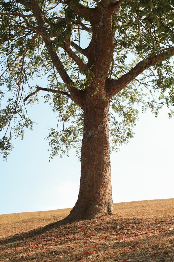 10,291 Shadow Under Tree Stock Photos - Free & Royalty-Free Stock ...