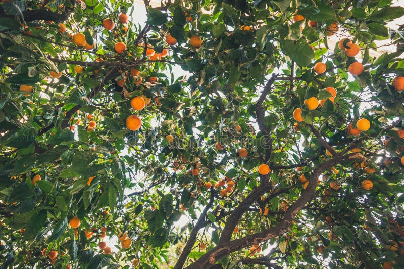 Under and Looking Up To Green Orange Tree with Lots of Fresh Oranges ...