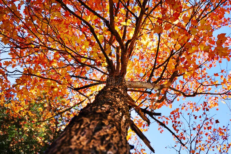 Under a maple tree stock photo. Image of vivid, deciduous - 34544726