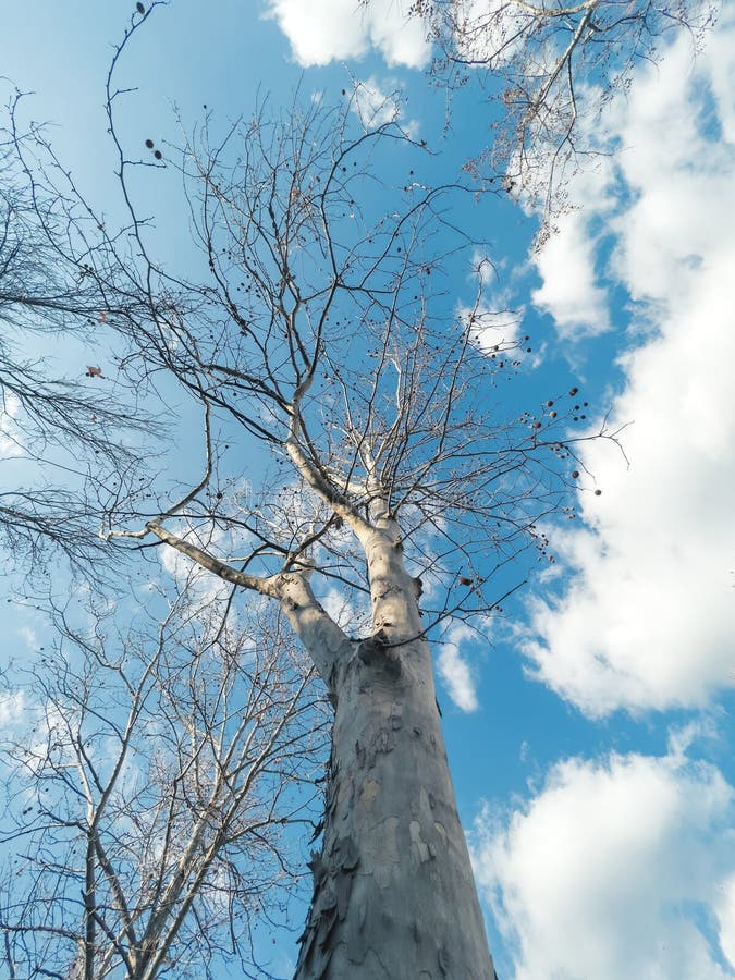Under the Maple Tree, Low Angle View of Bare Branches of a Treetop ...