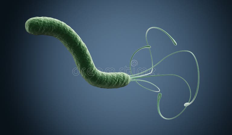 Under the Microscope, Helicobacter Bacterium Stock Illustration ...