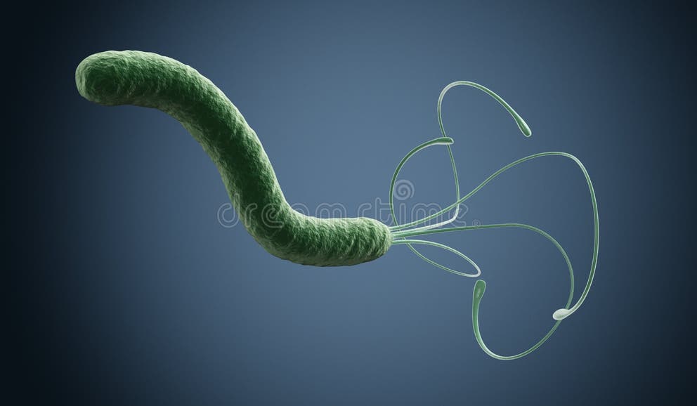 Under the Microscope, Helicobacter Bacterium Stock Illustration ...