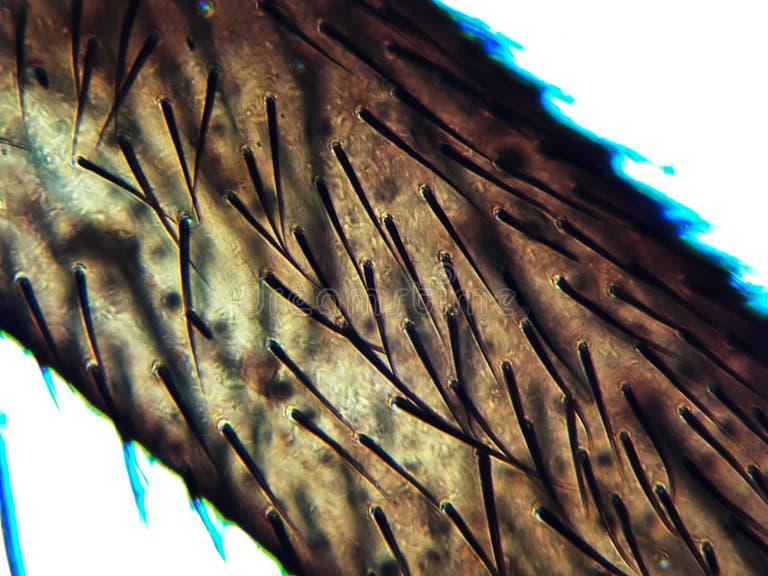 Fly's Leg Mpo Microscope Stock Photos - Free & Royalty-Free Stock ...