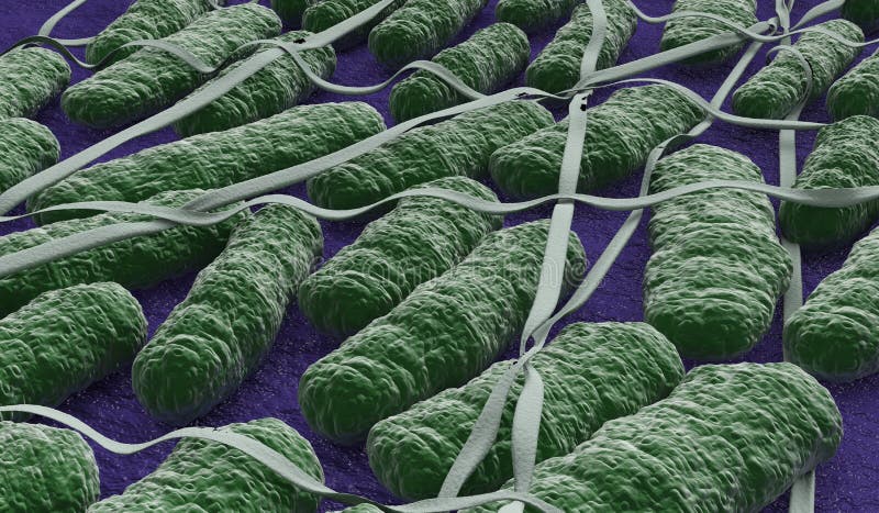 Under the Microscope, Salmonella Bacteria Stock Illustration ...