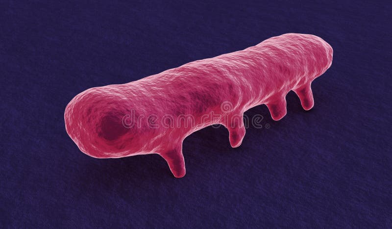Salmonella Under Microscope