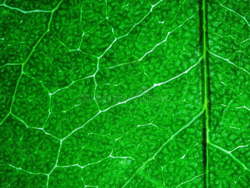 Under the Microscope, a Seemingly Ordinary Piece of Paper Transforms ...