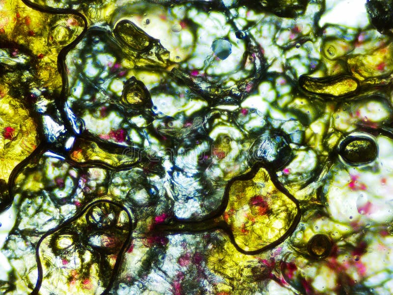 Under the Microscope, the Surface of a Potato Chip Reveals a ...