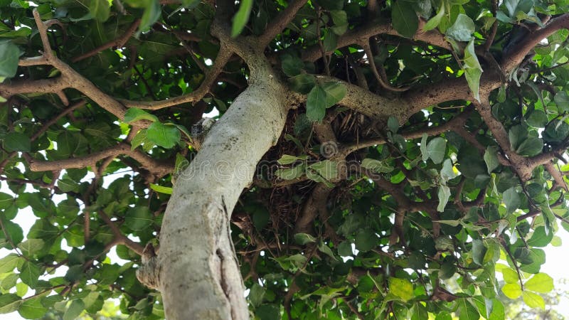 Under Mini Tree with Tick Leaf Stock Photo - Image of tree, tick: 381306698