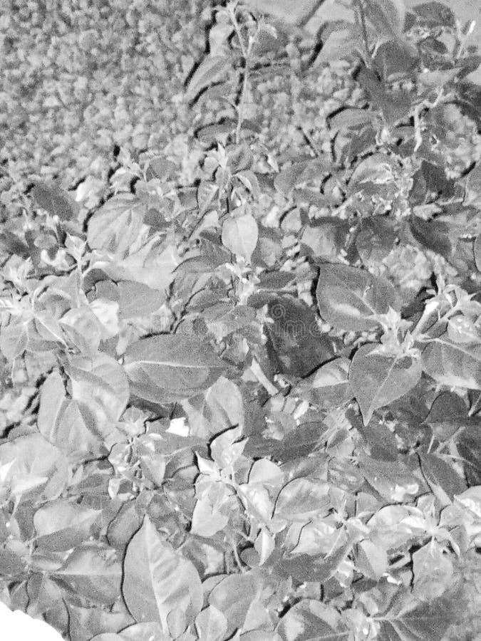 Under the Moon are the Leaves and Rocks Resting Stock Photo - Image of ...