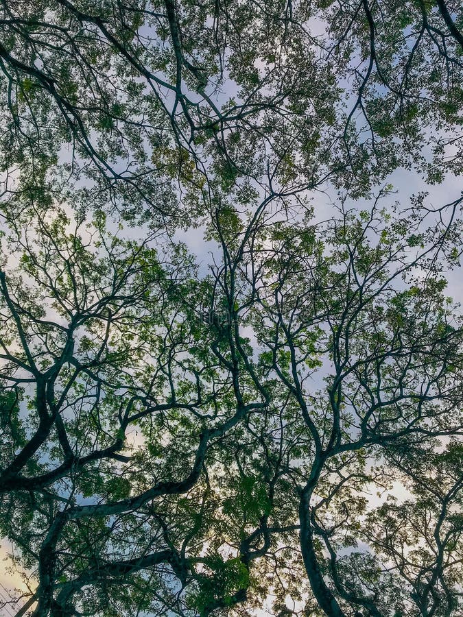 Under the nature stock image. Image of nature, light - 180185007