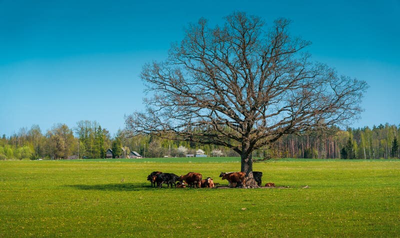 Under the Oak, Brown Cows in the Spring Stock Photo - Image of yellow, brown: 284882920