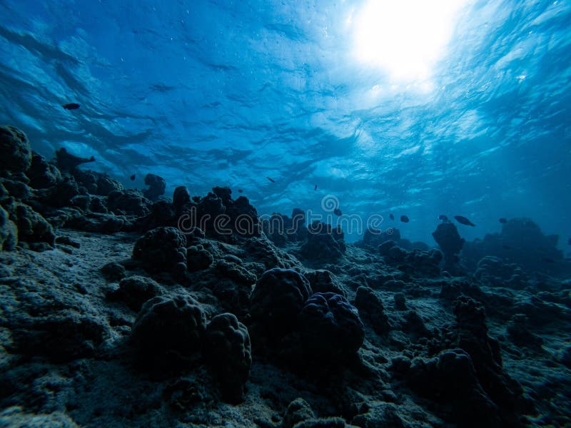 Under the Ocean Free Diving Stock Image - Image of full, freediver ...