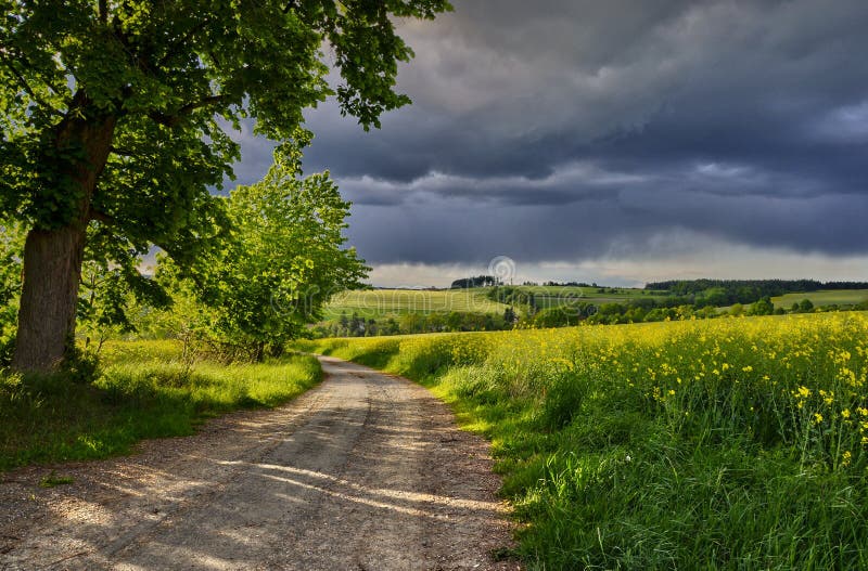 Under an old lime tree stock photo. Image of single, landscape - 40922996