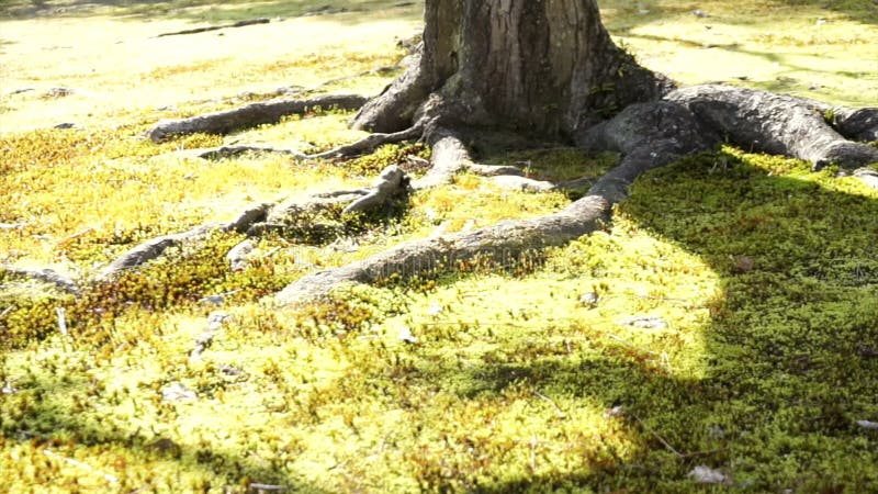 Tree Cut in the Ground. Tree Trunk Felled Due To Deforestation. Concept ...