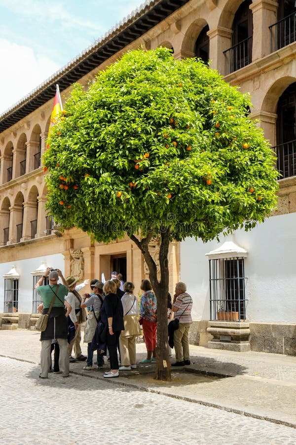 Under orange tree editorial photography. Image of visitors - 92781217