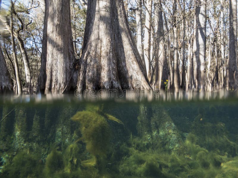 Under and Over the Water View of Cypress Trees Stock Image - Image of ...