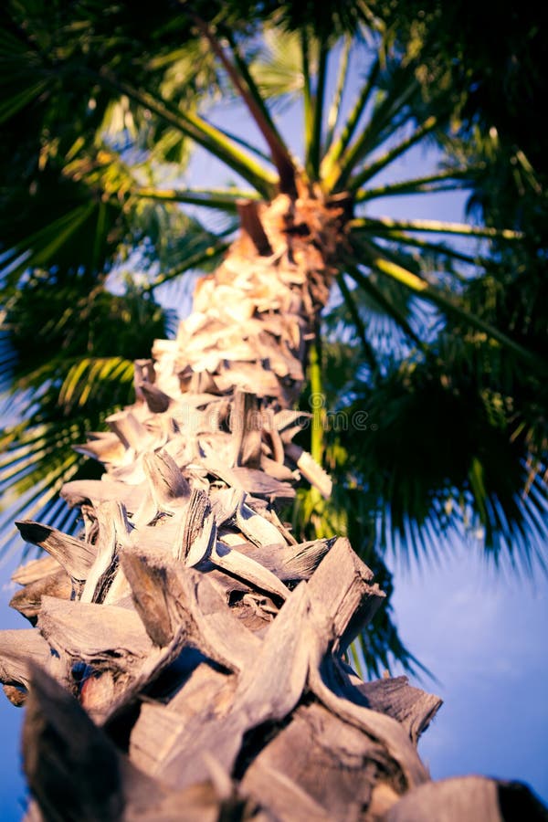 Palm tree log texture stock image. Image of brown, texture - 63251815