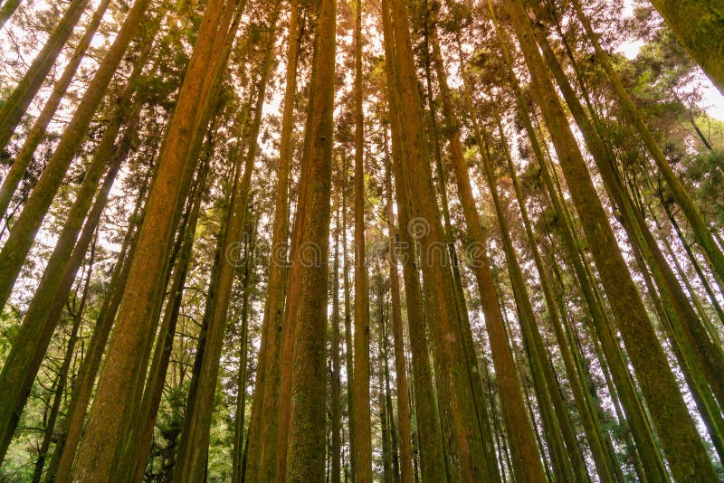Tropical pine forest stock photo. Image of landscape, reunion - 6386144