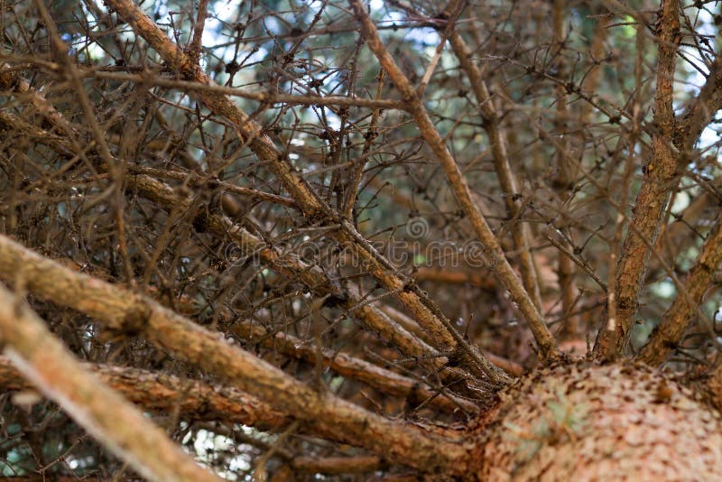 Under a pine tree stock image. Image of forest, pine - 72937601