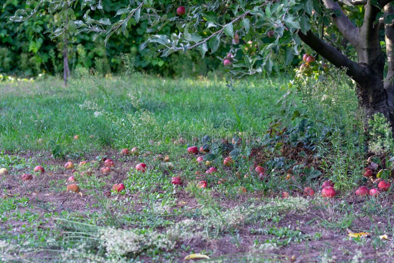 Under a Red Apple Tree Full of Ripen Fruits Stock Image - Image of ...