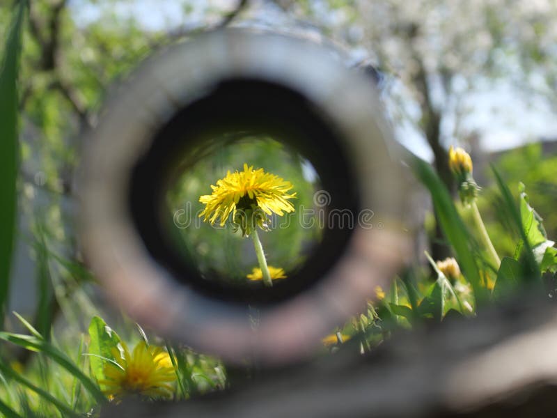 Under the Scope of the Lens Stock Image - Image of sunflower, closeup ...