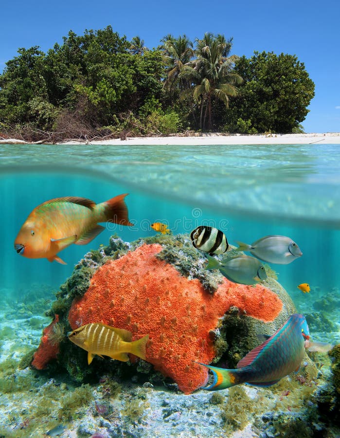 Under the Sea & Above the Land Stock Image - Image of life, bocas: 26716835