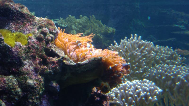 Under the sea stock photo. Image of fish, underwater - 120169502