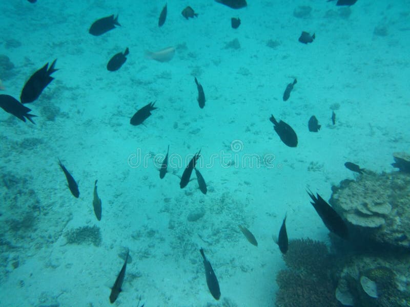 Under the Sea stock image. Image of reef, feeding, fish - 85526529