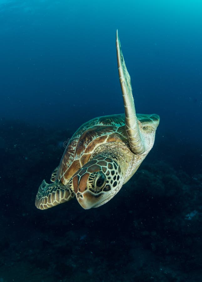 Under the Sea - Great Barrier Reef Sea Turtle - Australia Stock Photo ...