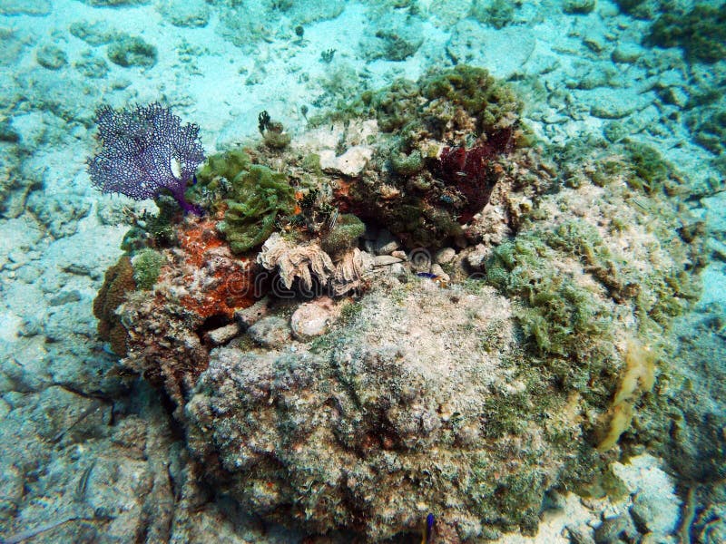 Under the sea living rock stock photo. Image of orange - 43092444