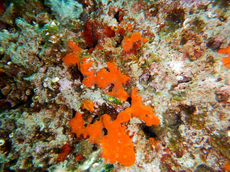 Under the Sea. Reef Mediterranean Stock Image - Image of color, naval ...
