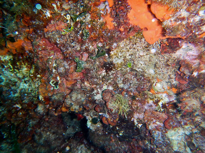 Under the Sea. Reef Mediterranean Stock Image - Image of ocean, salt ...
