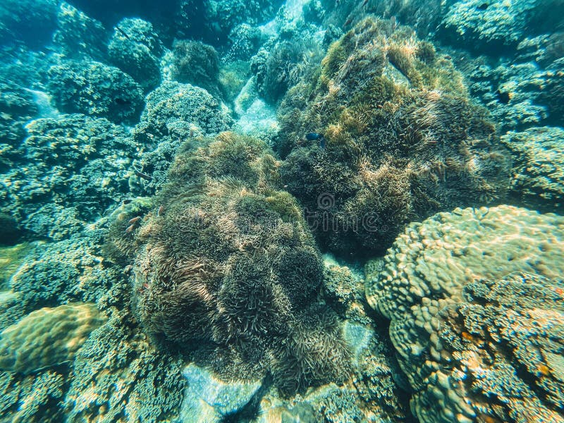 Under the Sea Travel in the Diving Sea Stock Image - Image of tropical ...