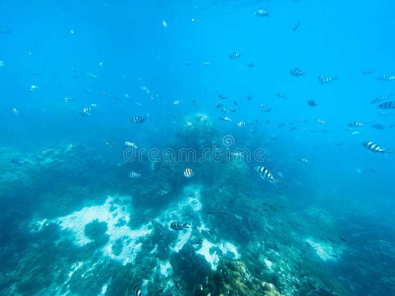 Under the Sea Travel in the Diving Sea Stock Image - Image of water ...