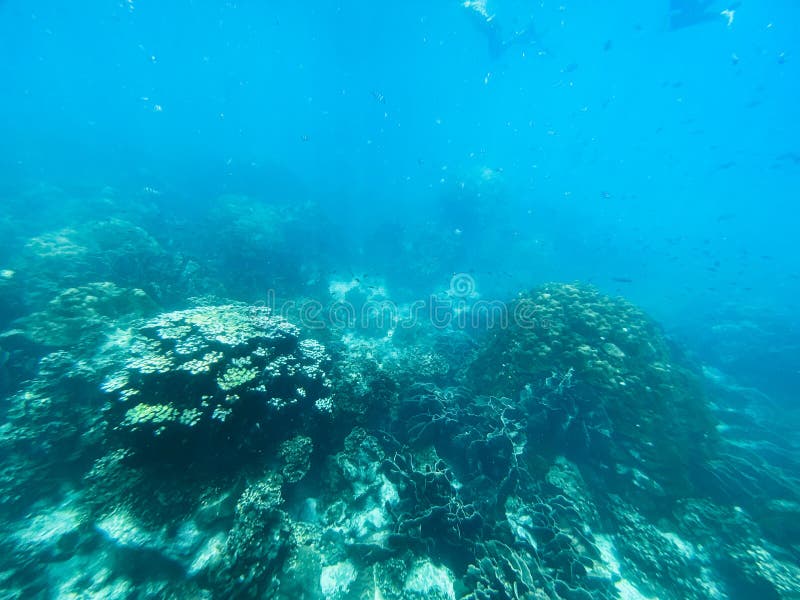 Under the Sea Travel in the Diving Sea Stock Image - Image of natural ...