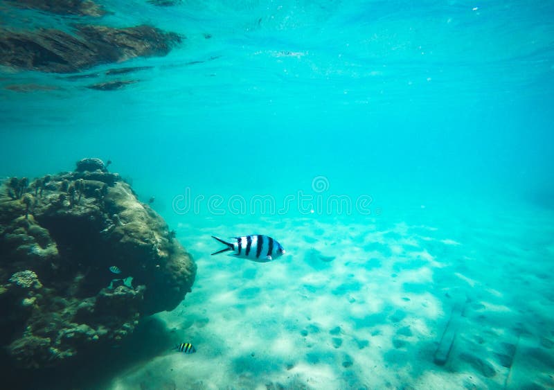 Under the Sea Underwater Blue Dive Island Stock Photo - Image of blue ...