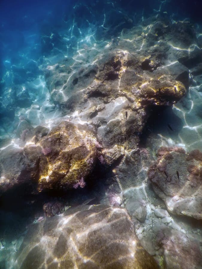 Under the Sea, Underwater Life, Fish Underwater Scene Sunlight Stock ...