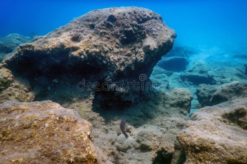 Under the Sea, Underwater Life, Fish Underwater Scene Sunlight Stock ...
