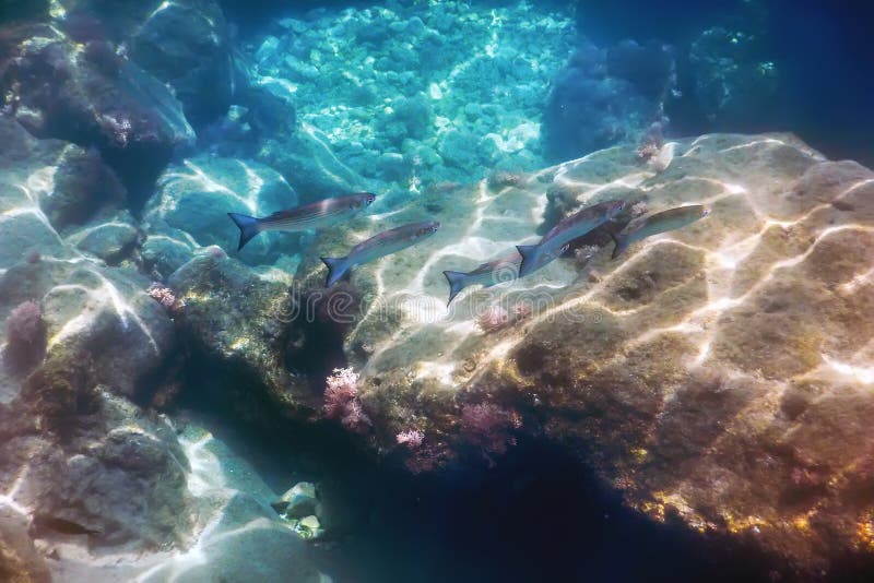 Under the Sea, Underwater Life, Fish Underwater Scene Sunlight Stock ...