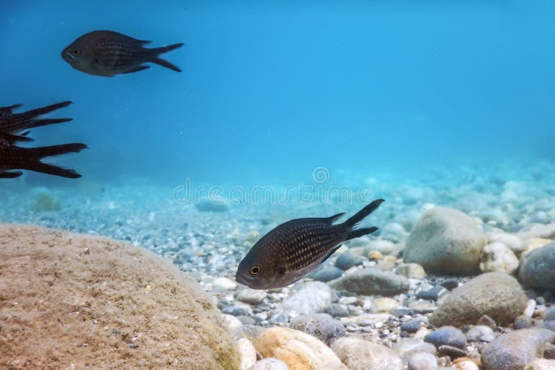 Under the Sea, Underwater Scene Sunlight, Fish Underwater Life Stock ...