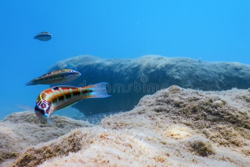 Under the Sea, Underwater Scene Sunlight, Fish Underwater Life Stock ...