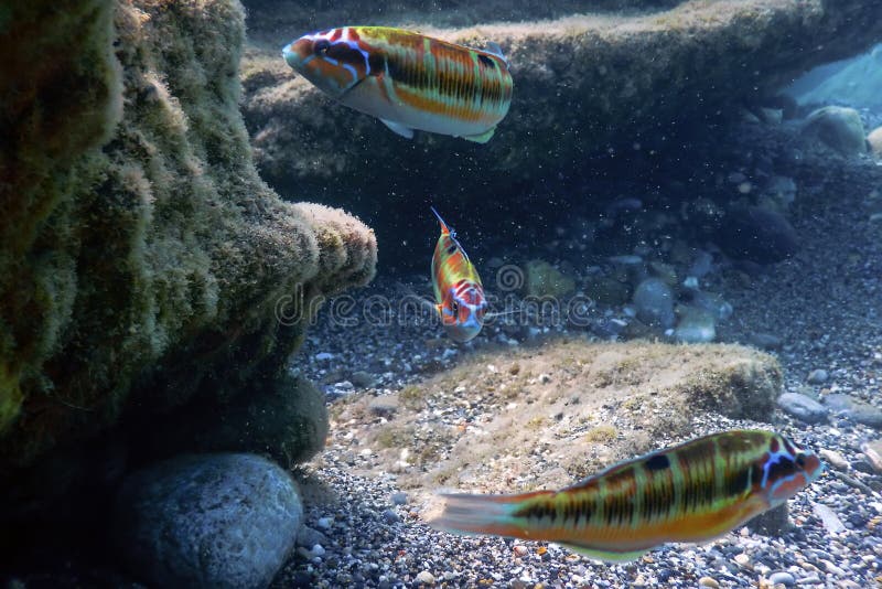 Under the Sea, Underwater Scene Sunlight, Fish Underwater Life Stock ...