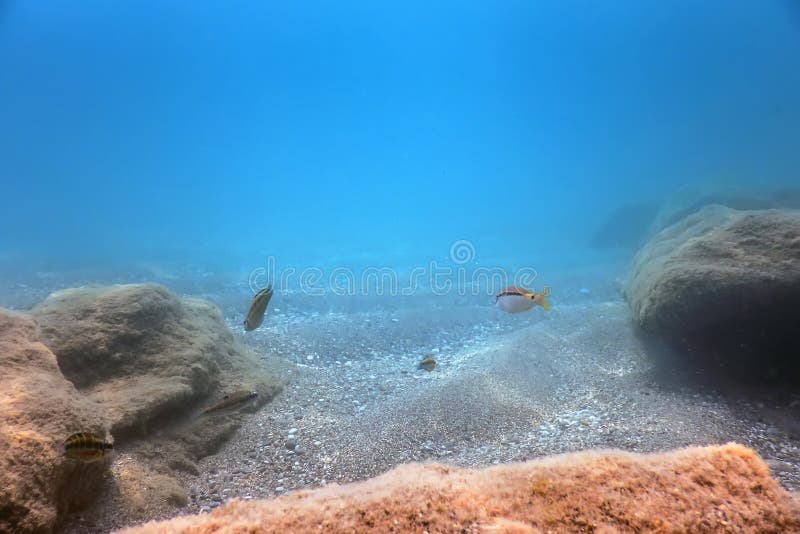 Under the Sea, Underwater Scene Sunlight, Fish Underwater Life Stock ...